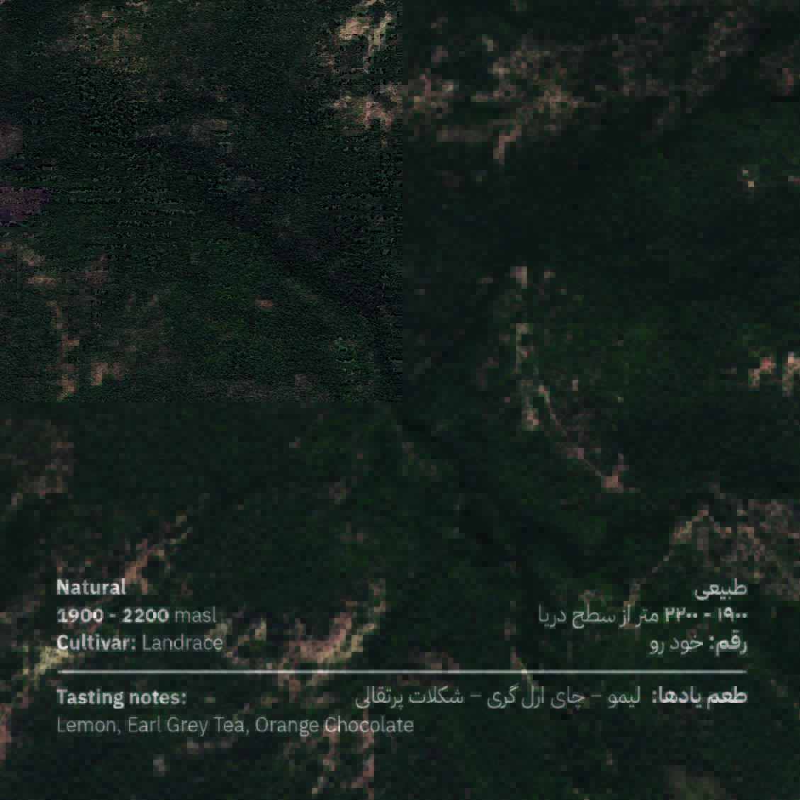 Ethiopia Heirloom Hambella - کارخانه قهوه ژاو